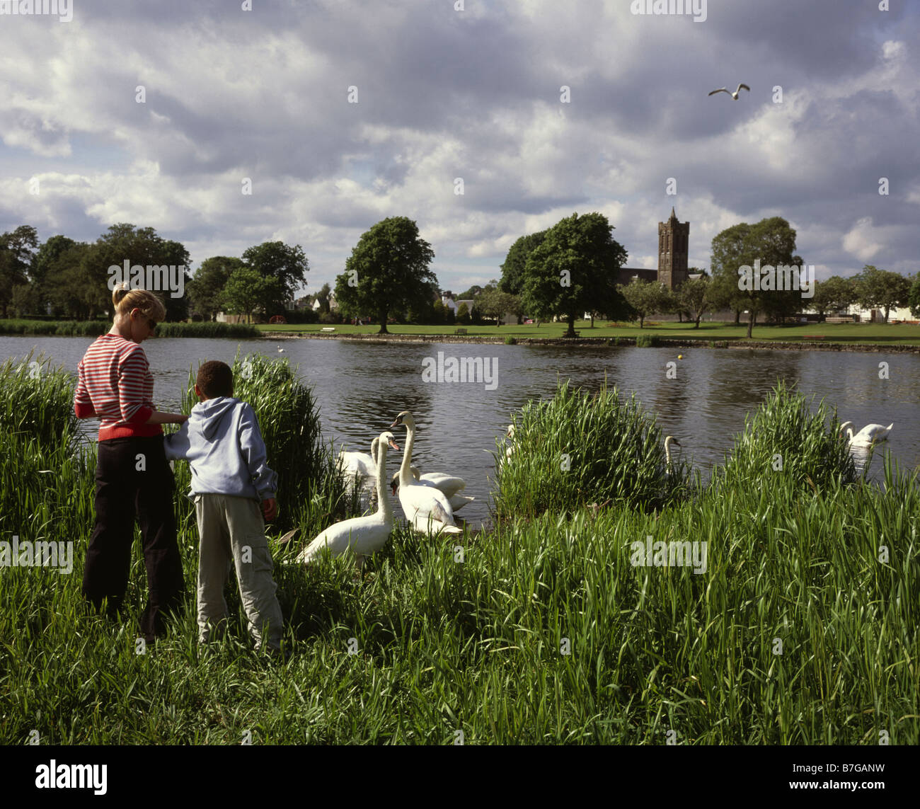 Mother and two boys feeding the swans on the banks of Loch Ken, Castle ...