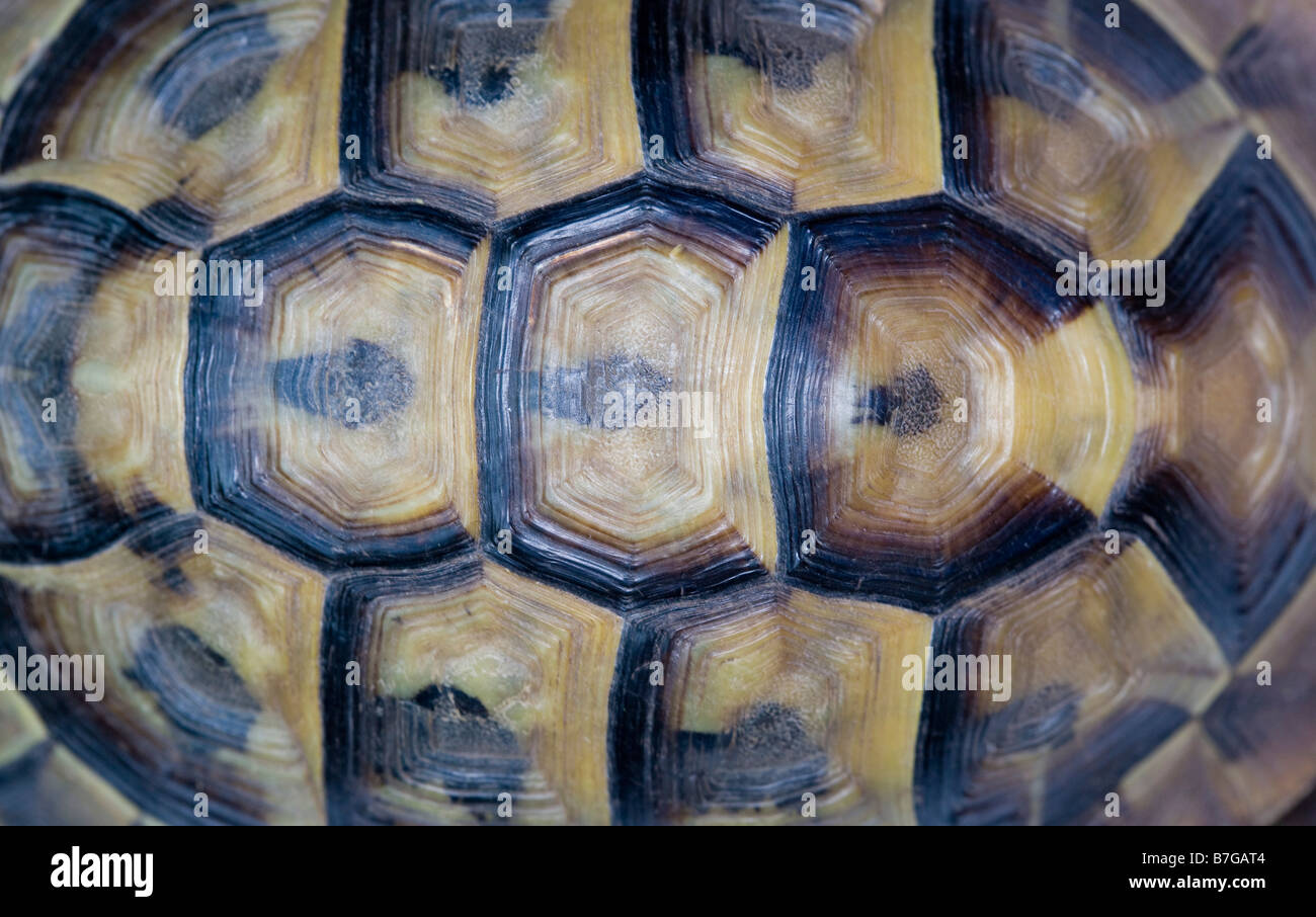 Tortoise shell hi-res stock photography and images - Alamy