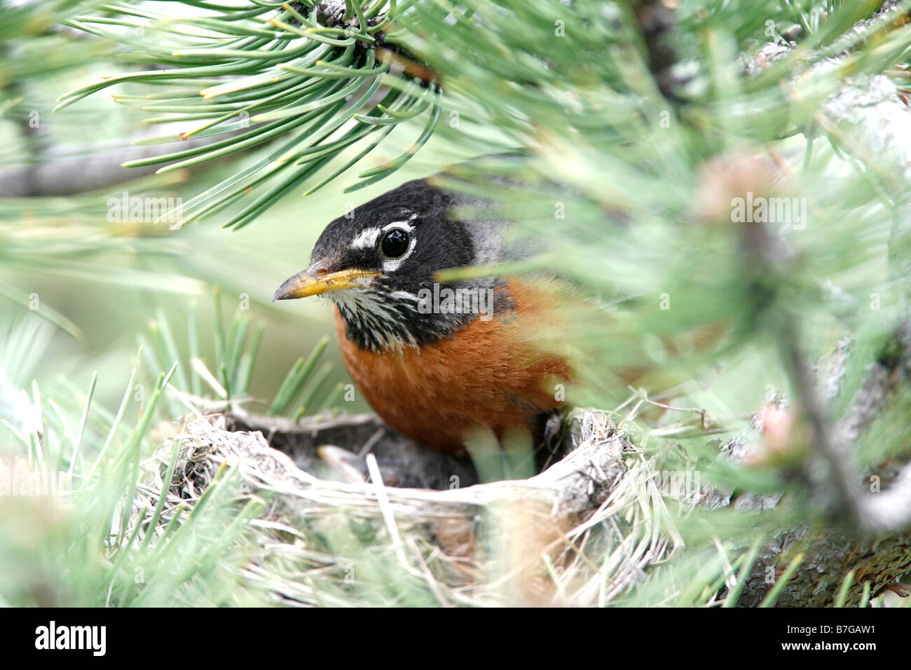 American Robin on Nest Stock Photo - Alamy