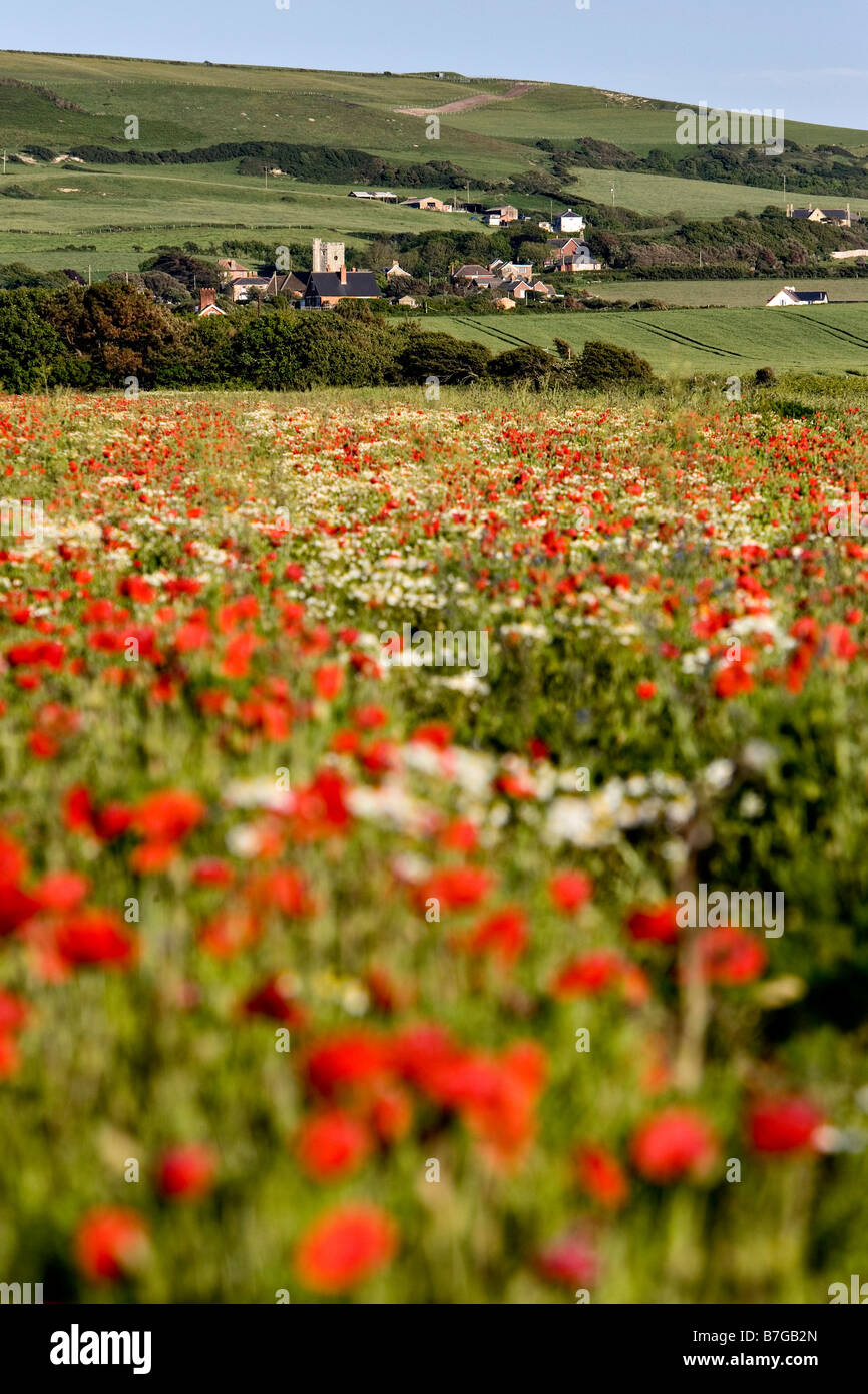 Poppy field Chale Isle of Wight Stock Photo - Alamy