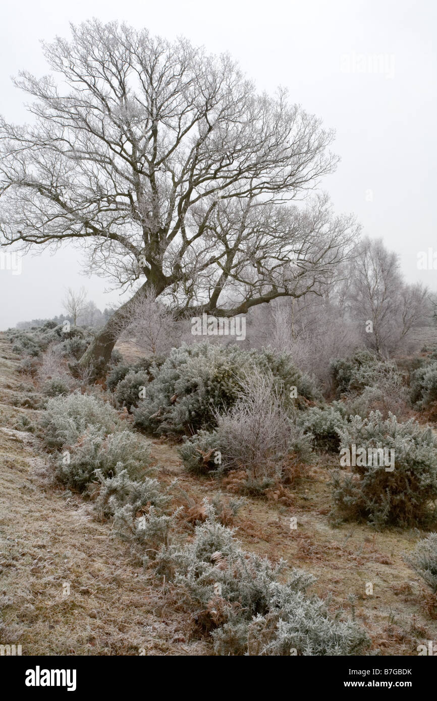 hoar frost in the New Forest Stock Photo - Alamy