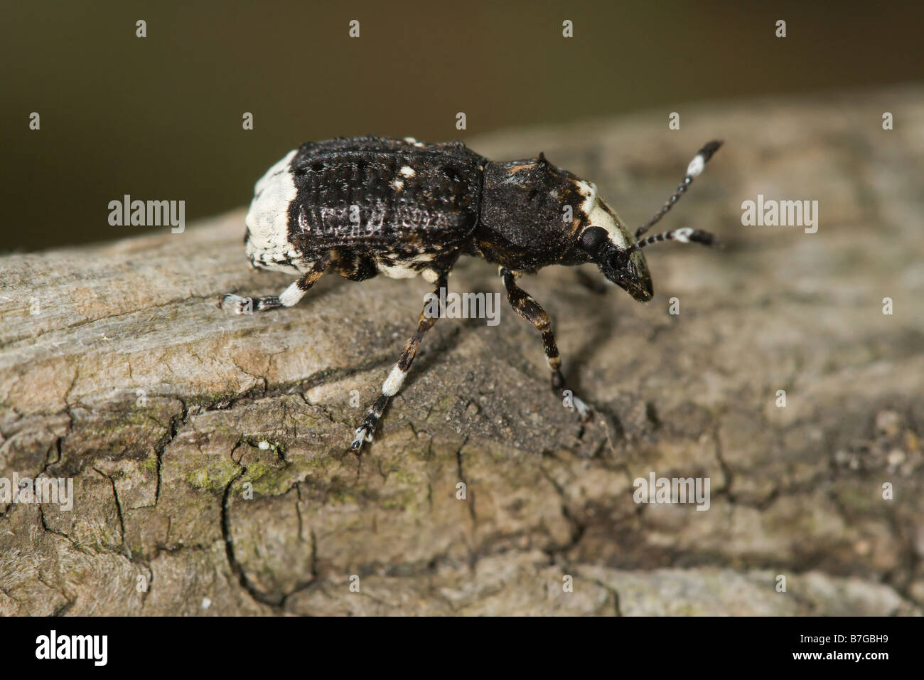 Albinus hi-res stock photography and images - Alamy