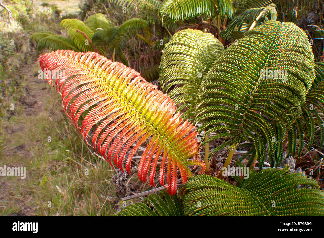 Hawaiian fern (Amau fern Stock Photo - Alamy
