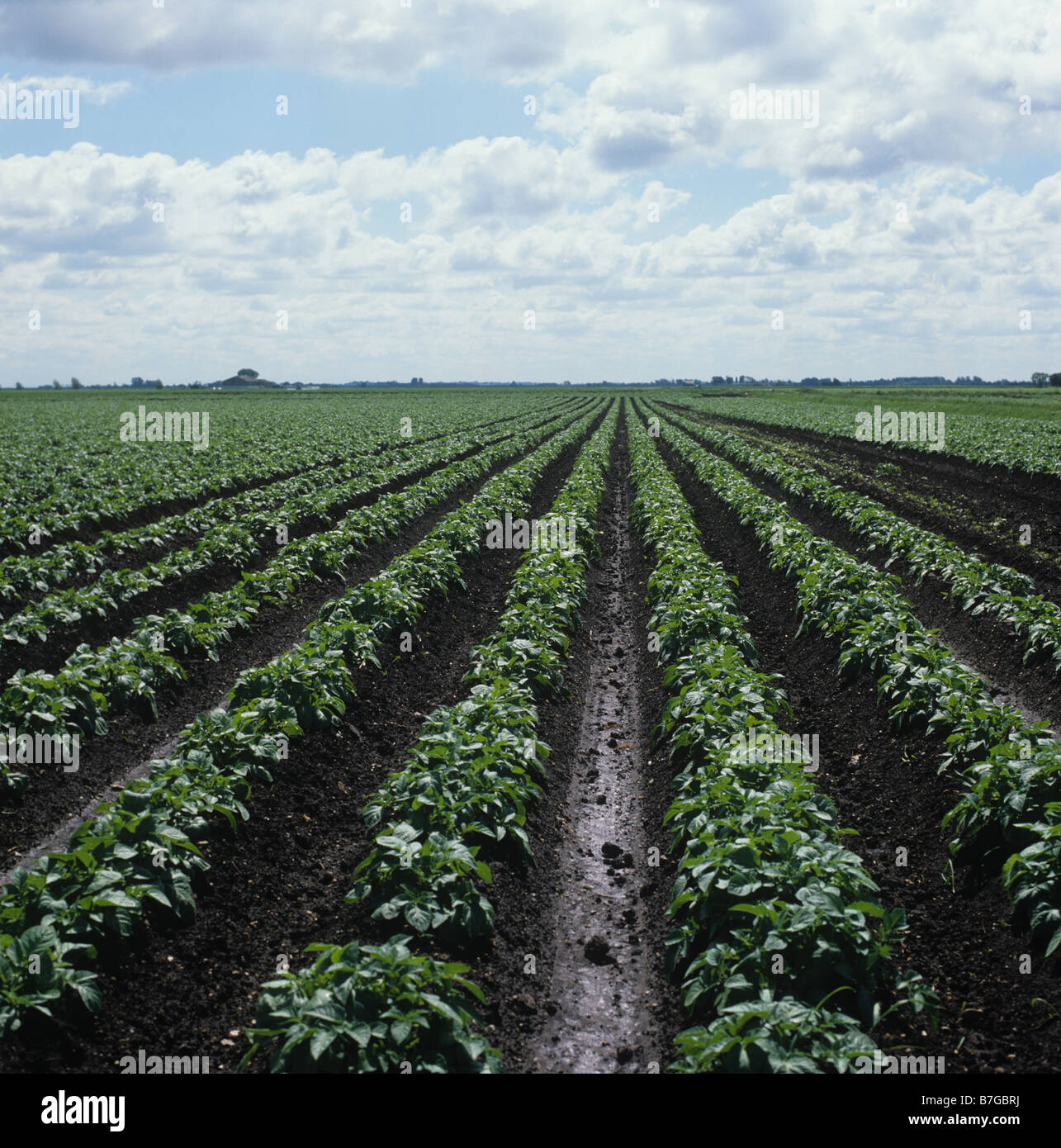 Potato solanum tuberosum crop ridges hi-res stock photography and ...