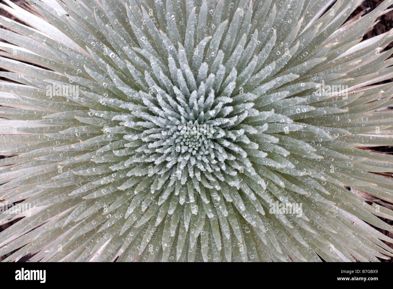Silversword in Haleakala National Park, Maui, Hawaii, USA Stock Photo ...