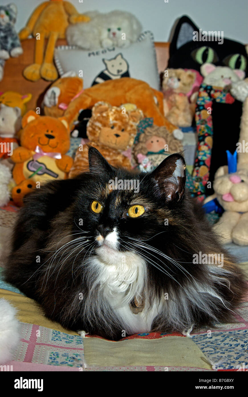 Fluffy long haired tortoiseshell colored Norwegian forest cat lying on ...