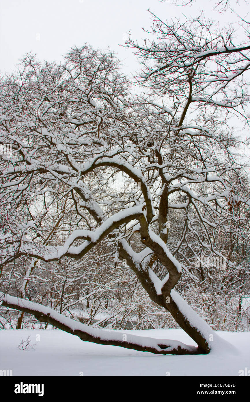 Winter scene of tree covered in snow Stock Photo - Alamy