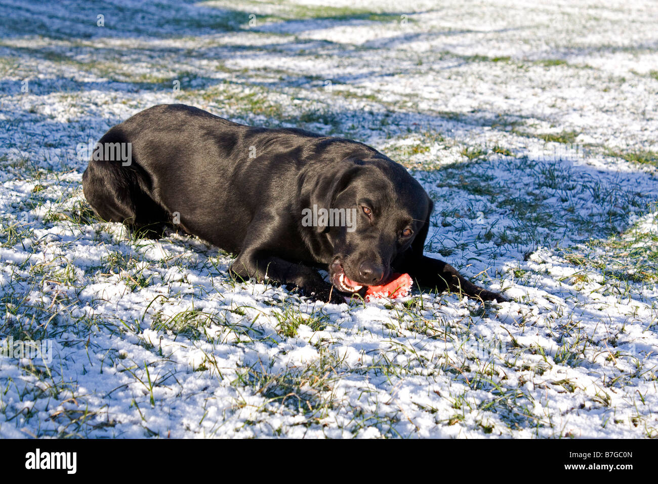 Black Labrador playing in the snow Stock Photo - Alamy