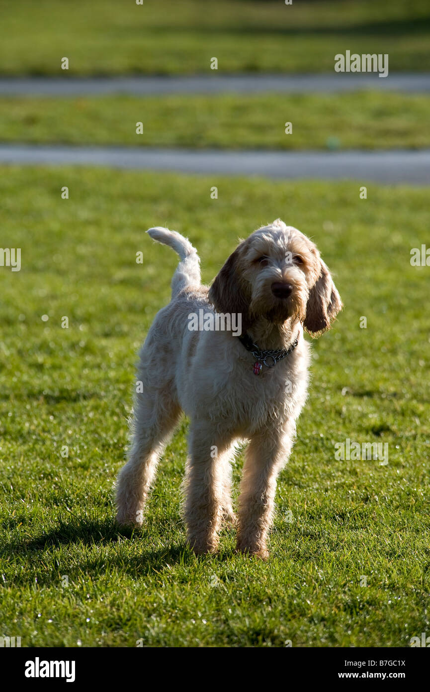 An italian spinone dog of 4 months old Stock Photo - Alamy