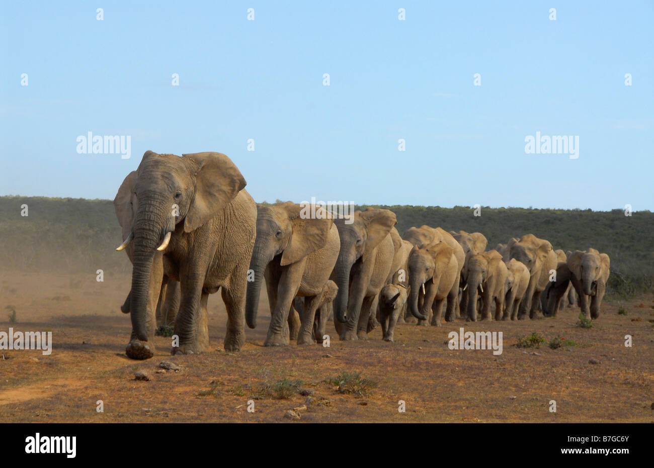 Long row of thirsty elephants marching to the waterhole in Addo ...