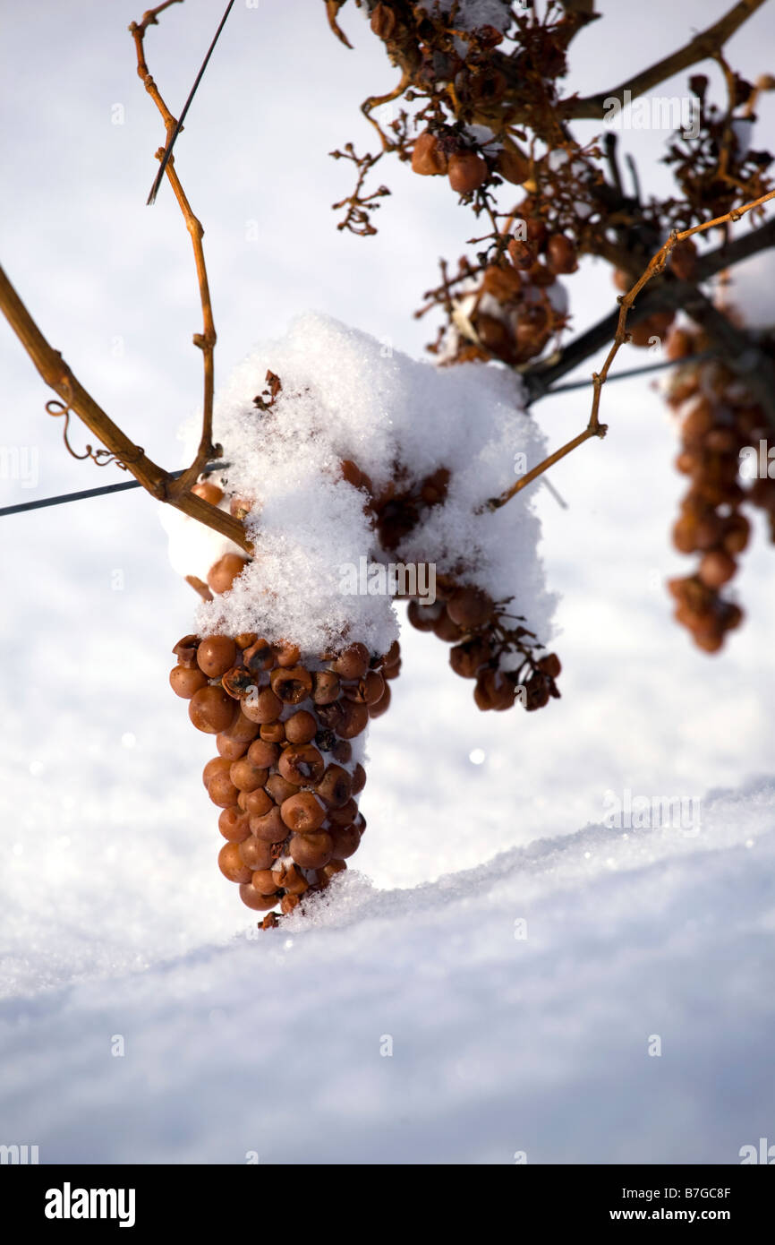 Icewine canada hi-res stock photography and images - Alamy