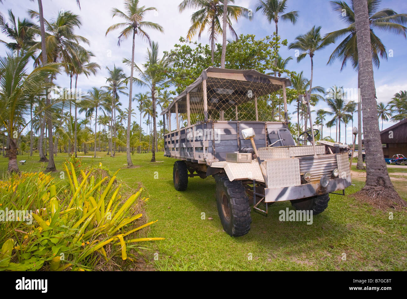 Golf cart below palm trees on golf course in Brazil Stock Photo - Alamy