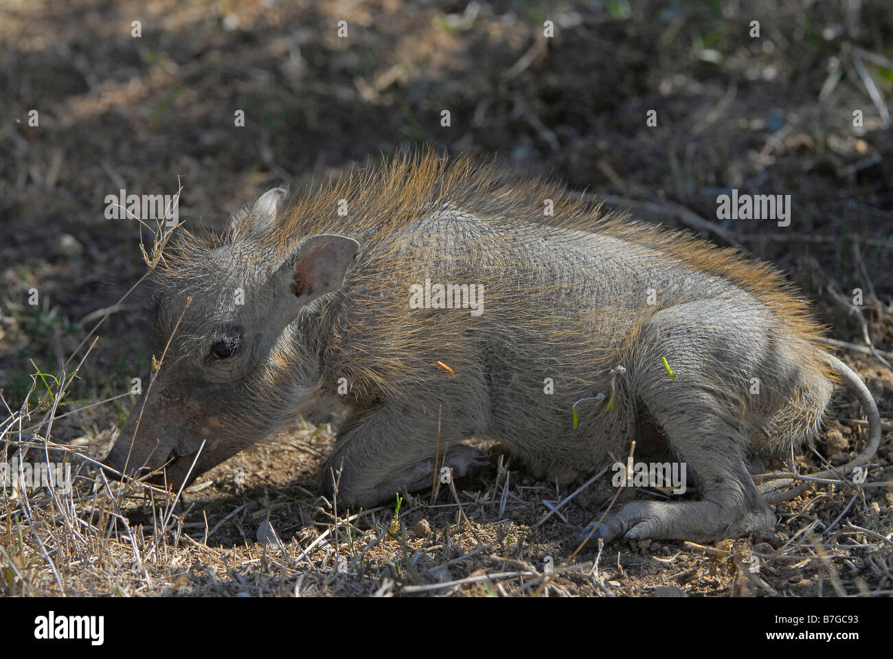 Baby warthog having a nap next to the road in Addo Elephant National ...