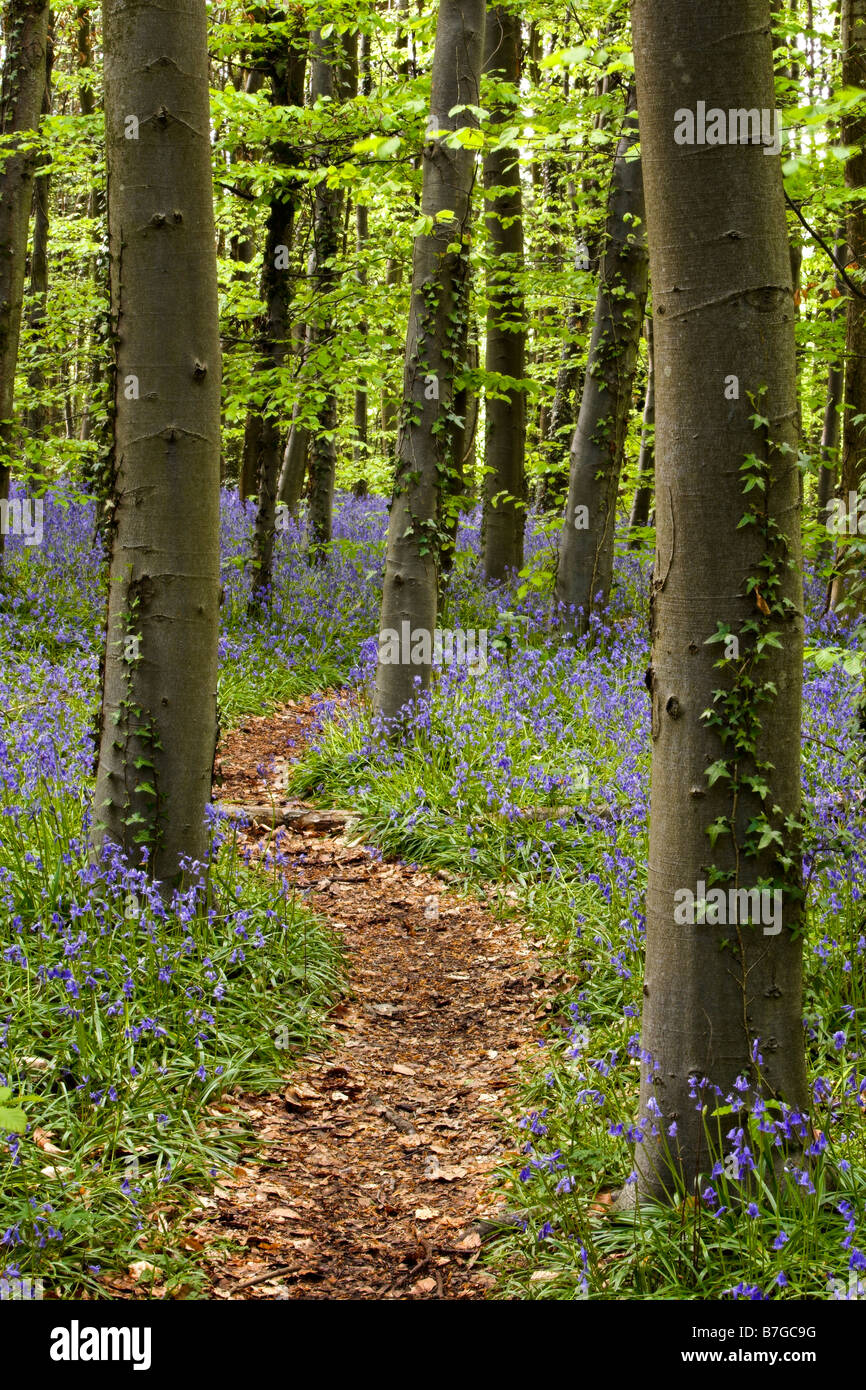 Bluebell Wood, Isle of Wight Stock Photo - Alamy