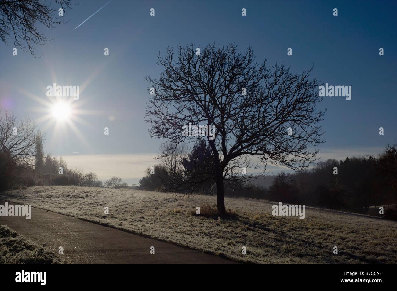 Backlit Tree under Blue Winter Sky against Morning Sun Stock Photo - Alamy