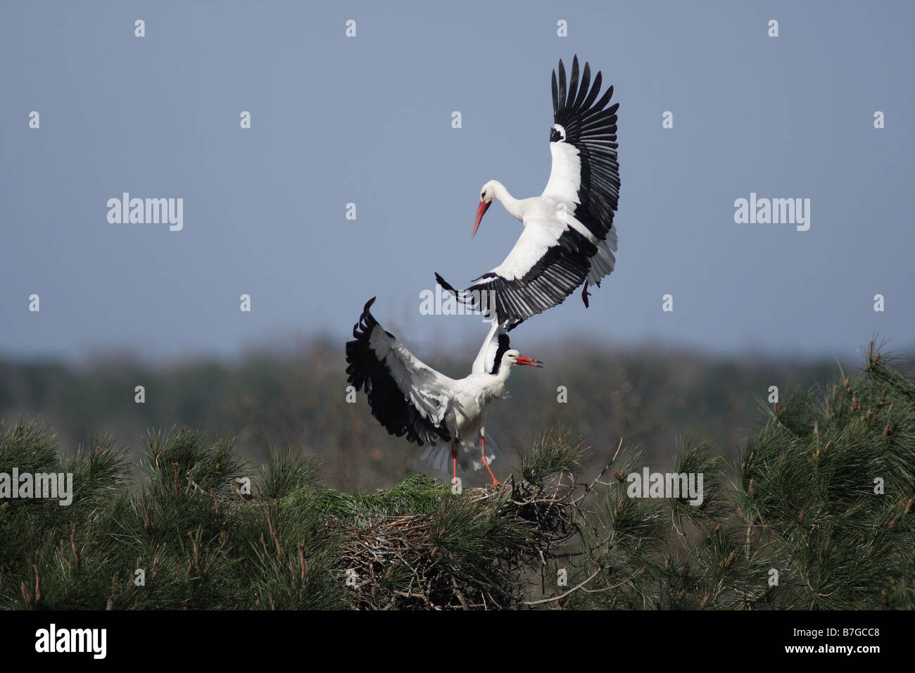 Nest pair hi-res stock photography and images - Alamy