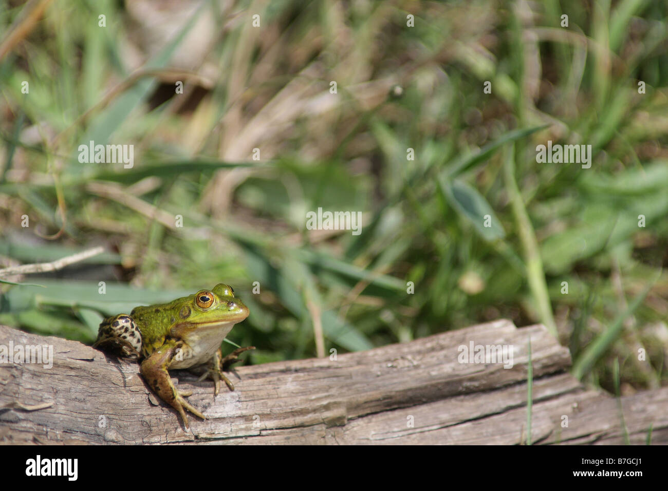 Edible frog hi-res stock photography and images - Alamy