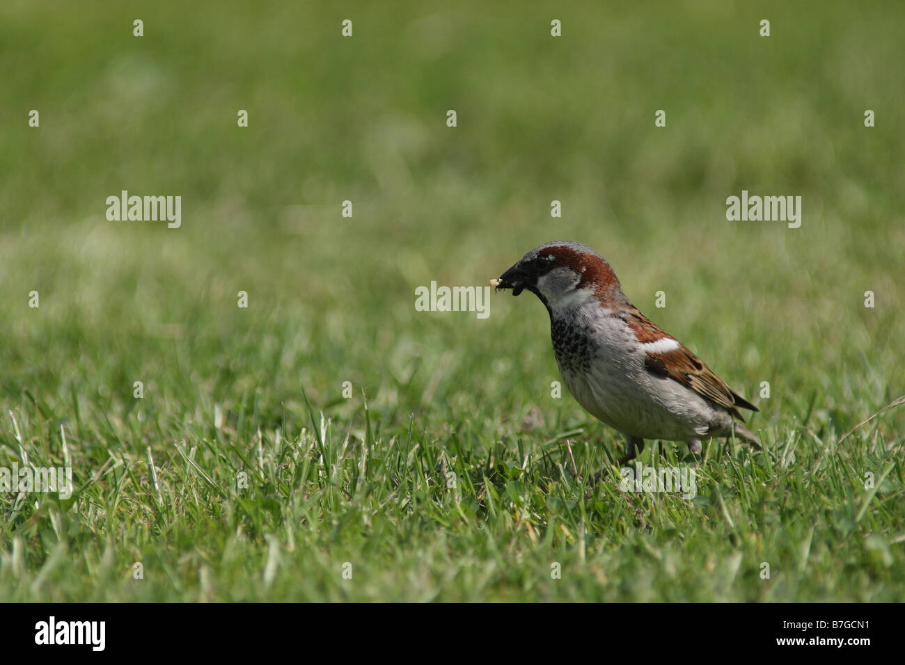 house sparrow male Stock Photo - Alamy