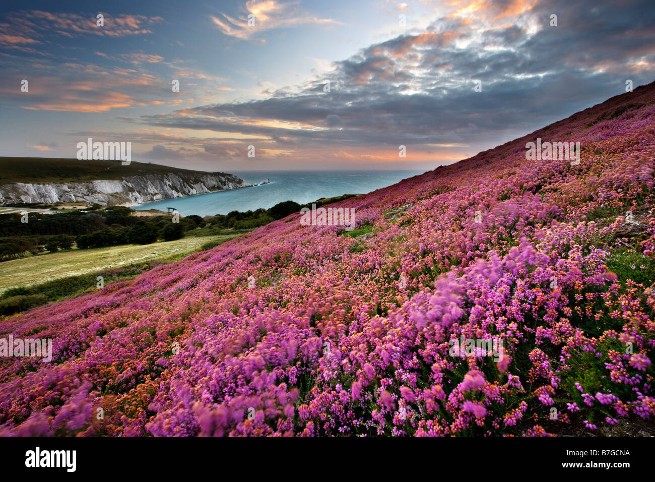 Heather on Headon Warren overlooking The Needles, Isle of Wight Stock ...