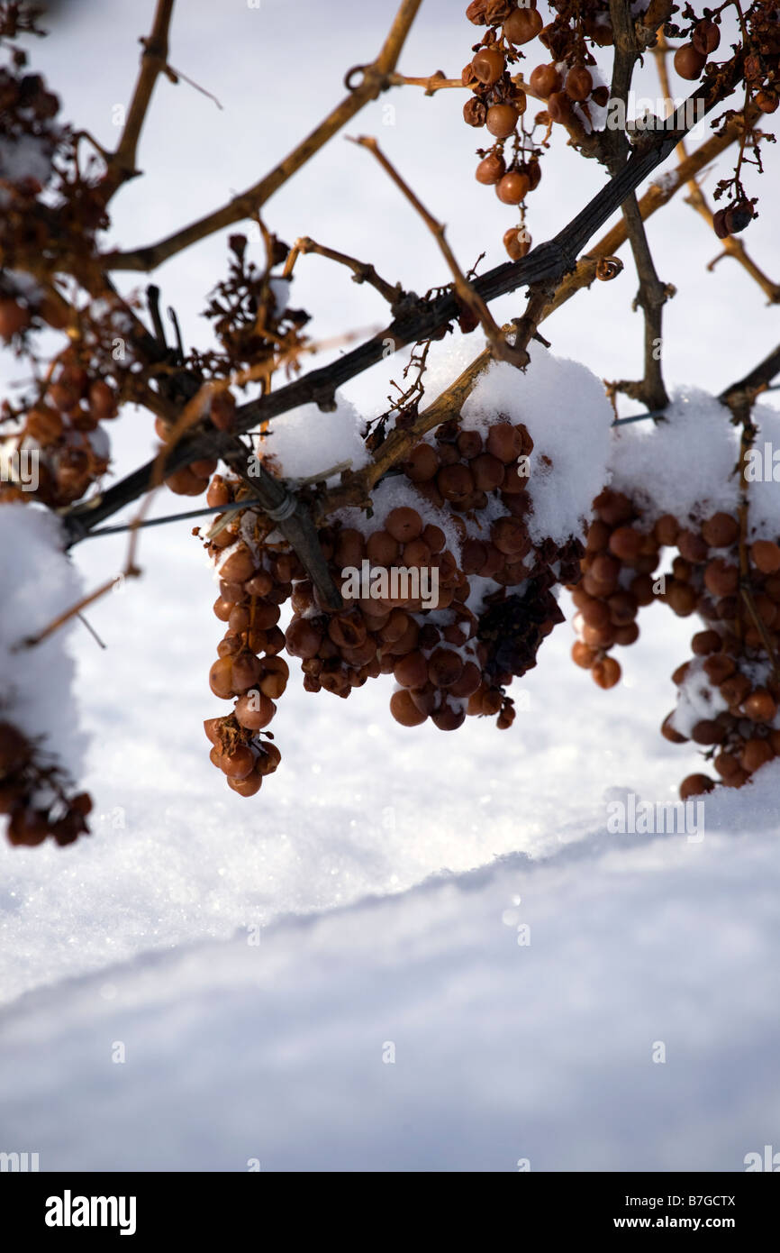 Icewine canada hi-res stock photography and images - Alamy