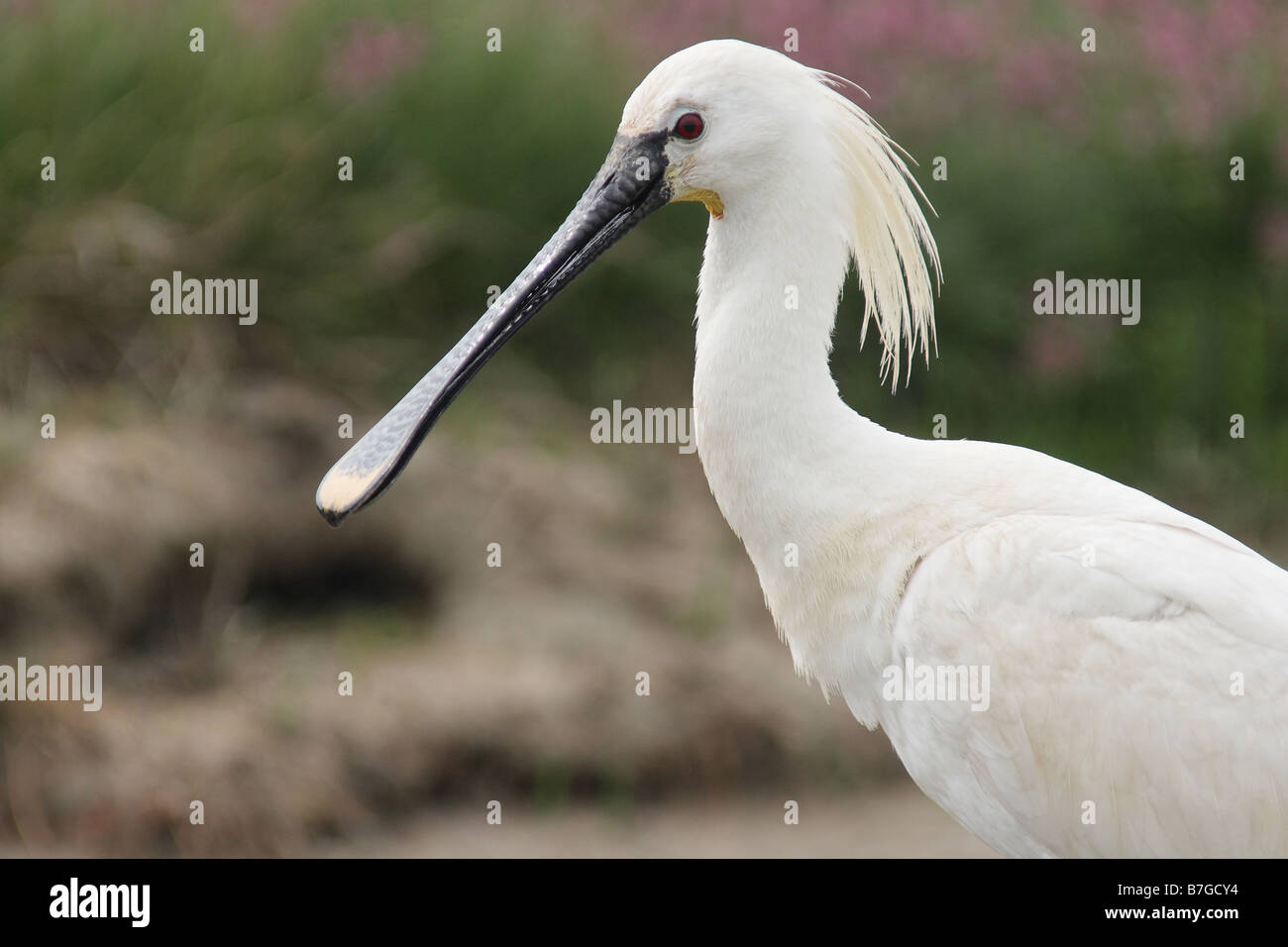 SPOONBILL HEAD DETAIL Stock Photo - Alamy