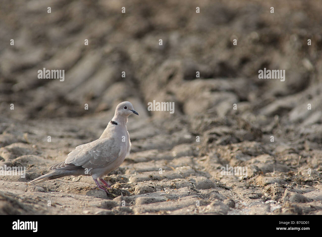 Tourterelle turque hi-res stock photography and images - Alamy