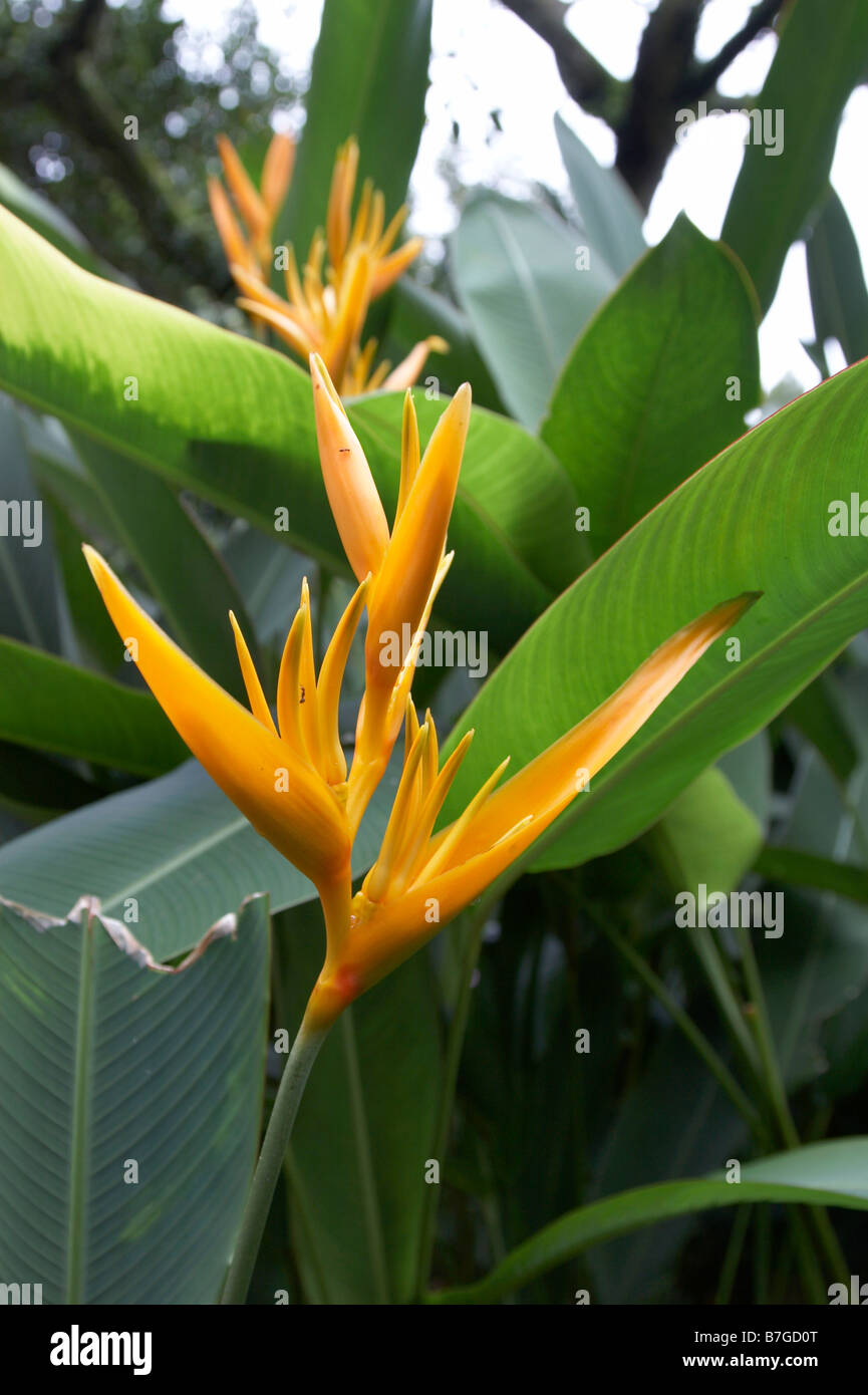 Strelitzia flowers in the Botanical Gardens, Singapore Stock Photo - Alamy