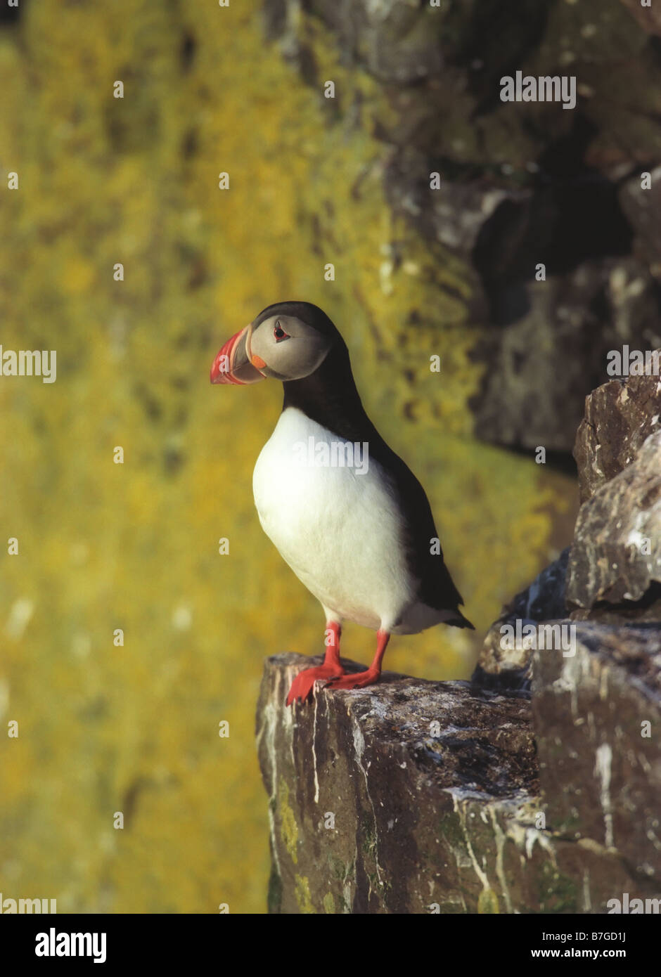 Skomer puffin foot hi-res stock photography and images - Alamy