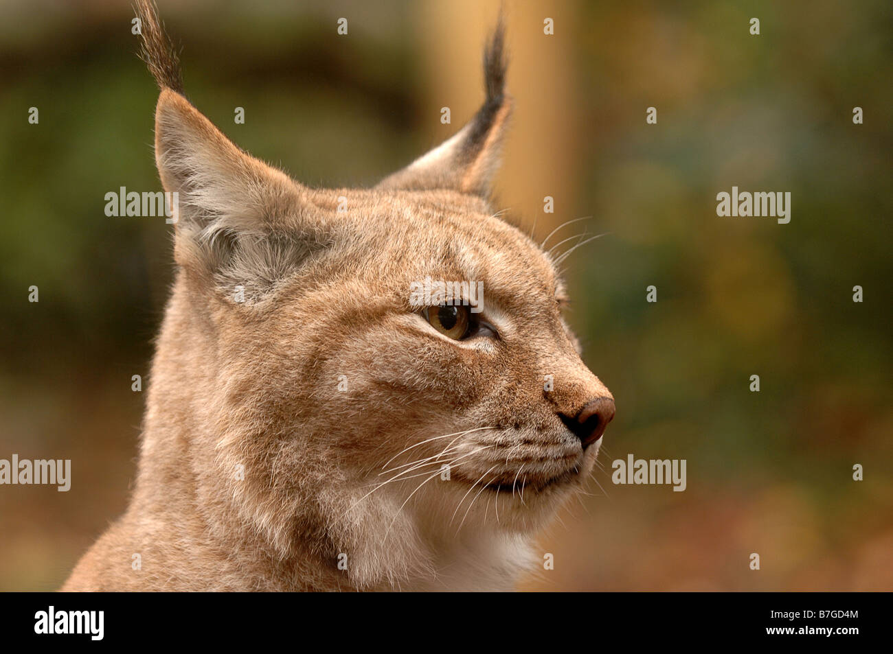 European Lynx Portrait Stock Photo - Alamy