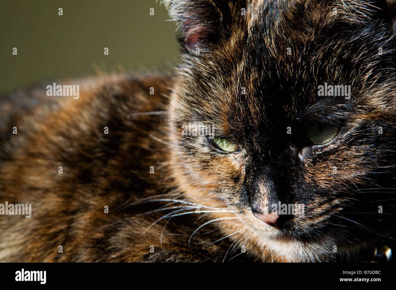 Close-up picture of a cat Stock Photo - Alamy