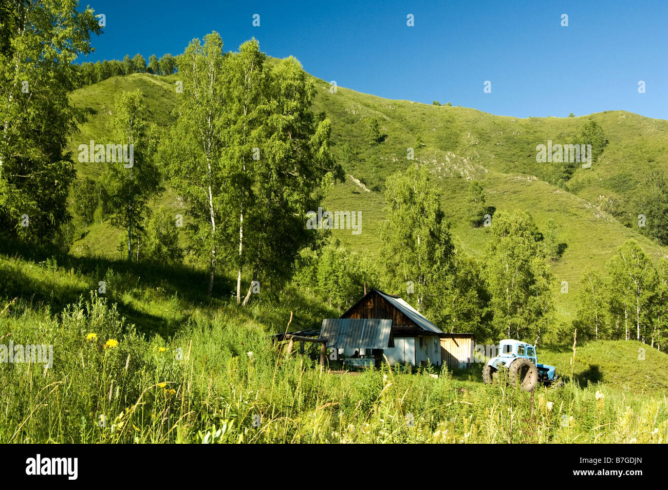 Siberia in summer hi-res stock photography and images - Alamy