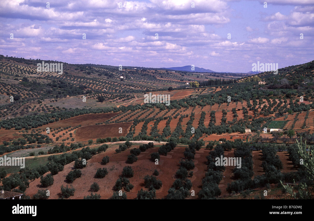 Landscape olive trees plantation hi-res stock photography and images ...