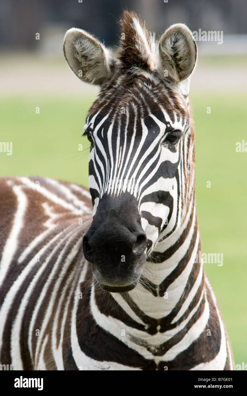 Zebra symmetry hi-res stock photography and images - Alamy