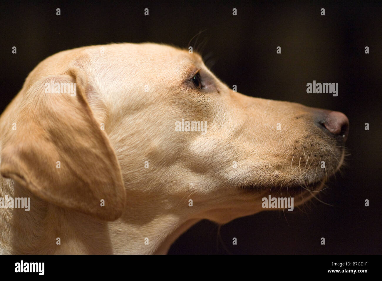 Yellow Labrador With Pink Nose