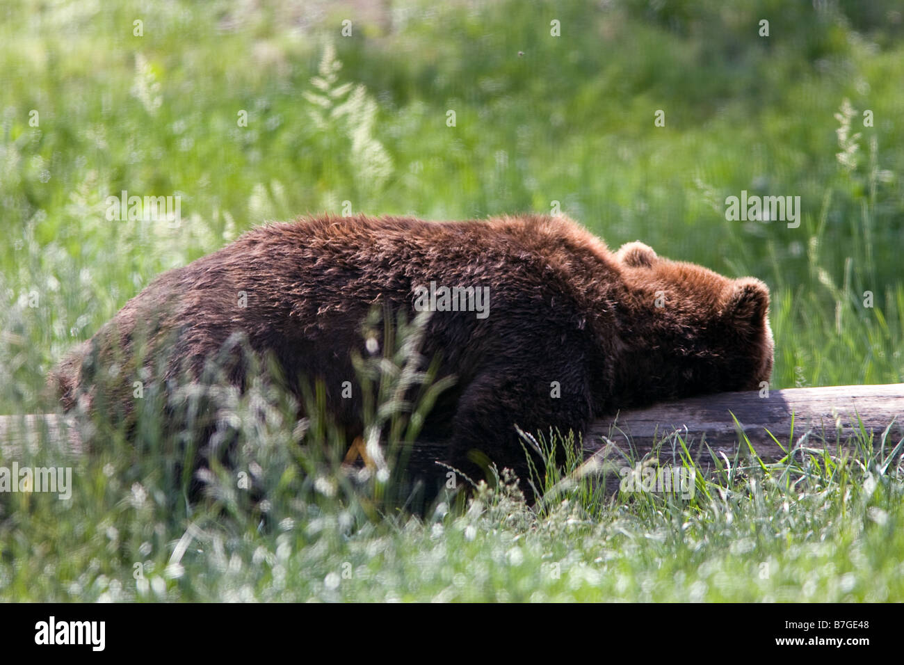 Sleepy bear hi-res stock photography and images - Alamy