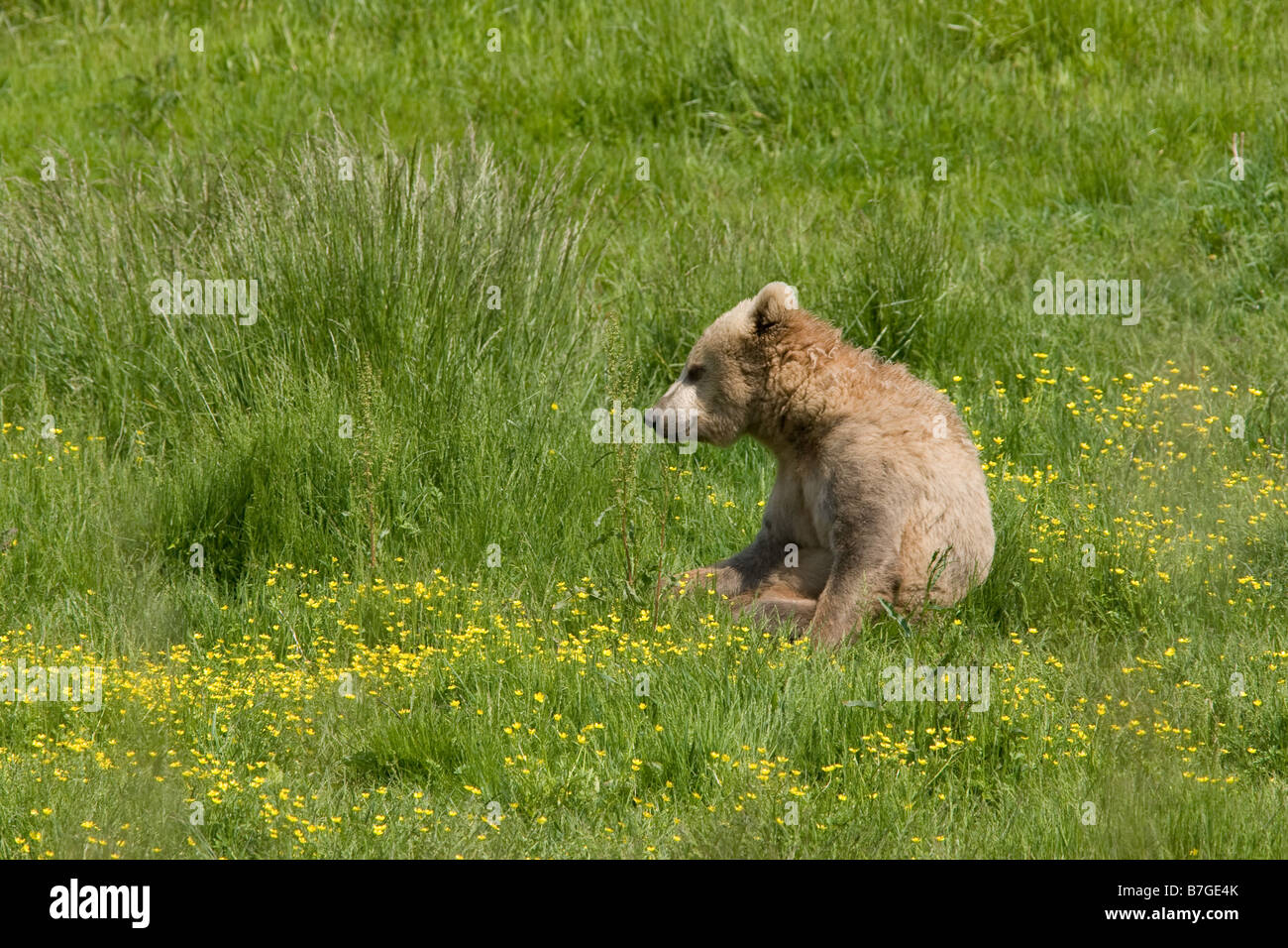 Fuzzy brown bear cub hi-res stock photography and images - Alamy
