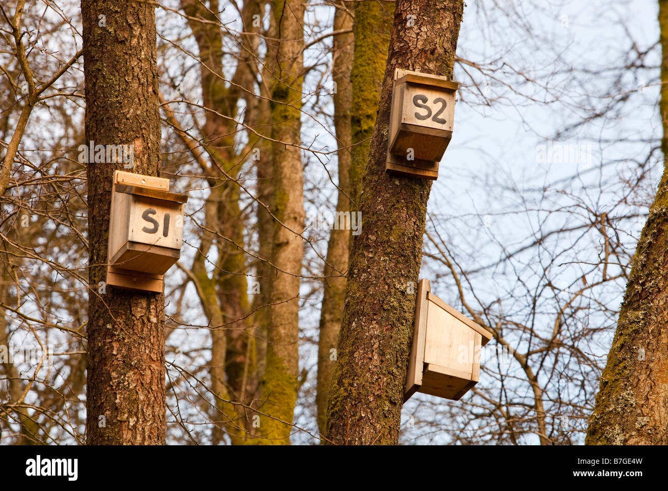 Bird nest boxs in the Forest of Bowland Lancashire UK Stock Photo - Alamy