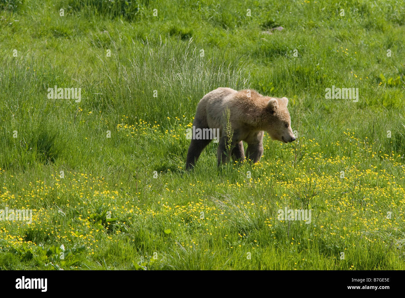 Caniforms hi-res stock photography and images - Alamy