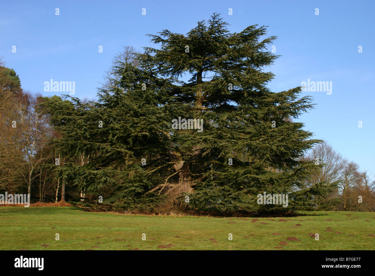 Large evergreen tree with blue sky Stock Photo - Alamy