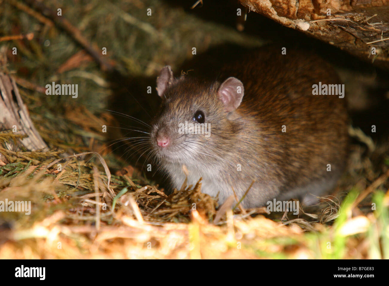 Common brown rat hi-res stock photography and images - Alamy