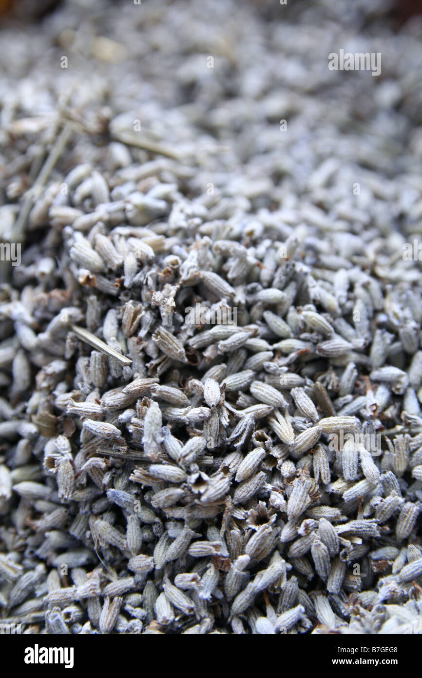 A close up shot of lavender buds Stock Photo - Alamy