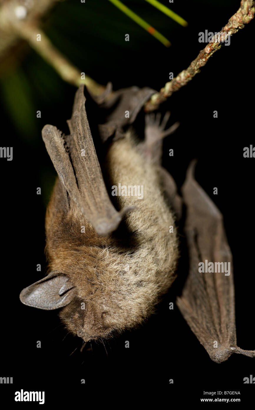 Little brown bat myotis lucifugus hi-res stock photography and images ...