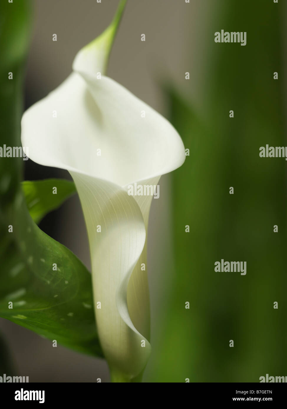 Calas hi-res stock photography and images - Alamy