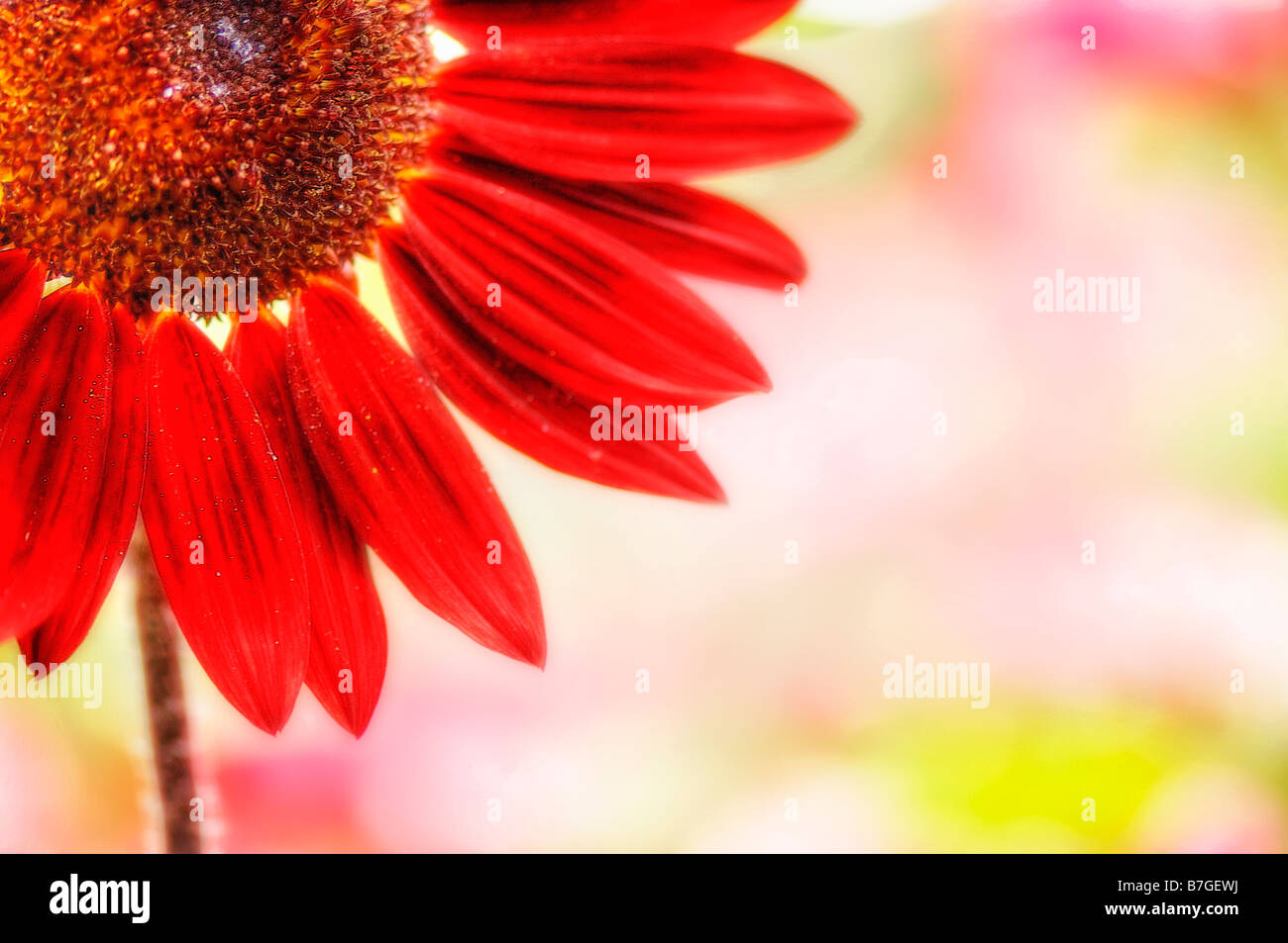 Red Sunflower Wallpaper 29,300+ Red Sun Flower Stock Photos, Pictures