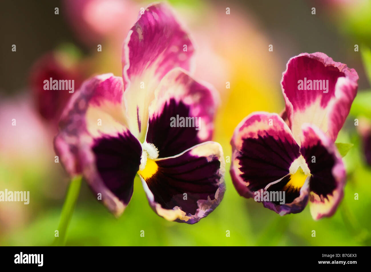 Two Misshapen Pansy Flowers Leaning Towards One Another Stock Photo - Alamy