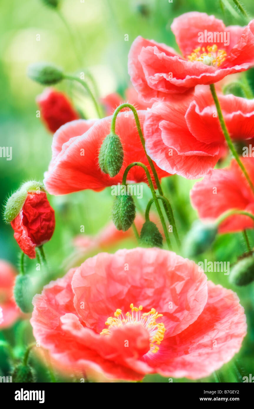 Fully open poppy hi-res stock photography and images - Alamy