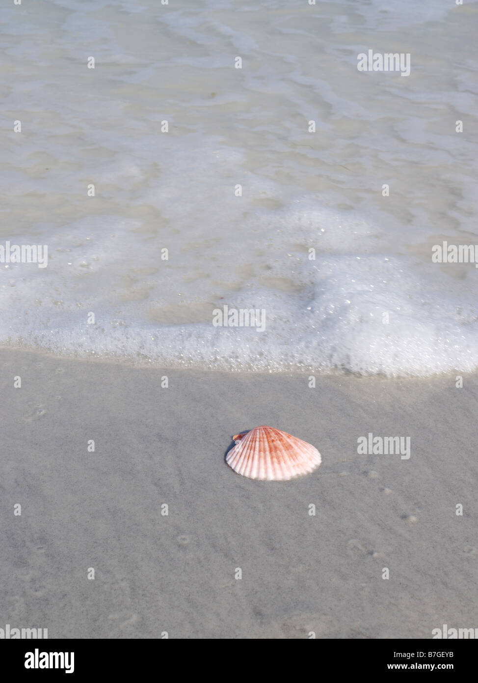 Shell on the beach with fast approaching surf Stock Photo - Alamy