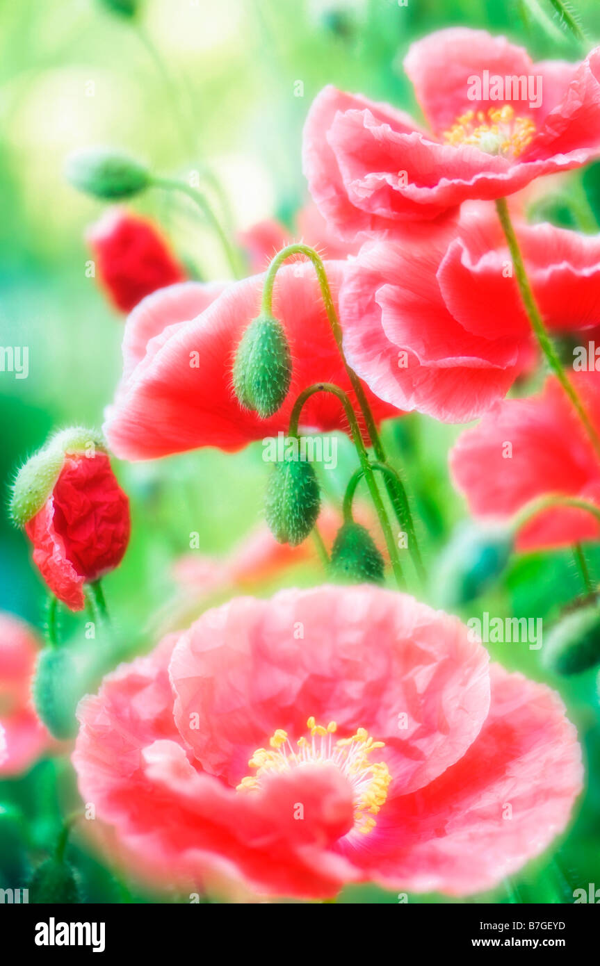 Red Poppy Patch, Fully Open Flowers and Buds, Green Background Stock ...