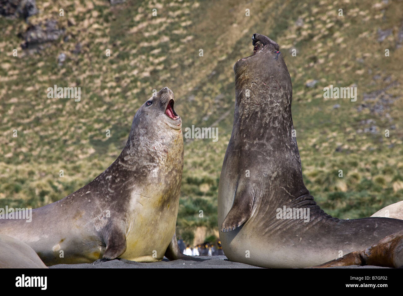 Harbor seals open mouth hi-res stock photography and images - Alamy