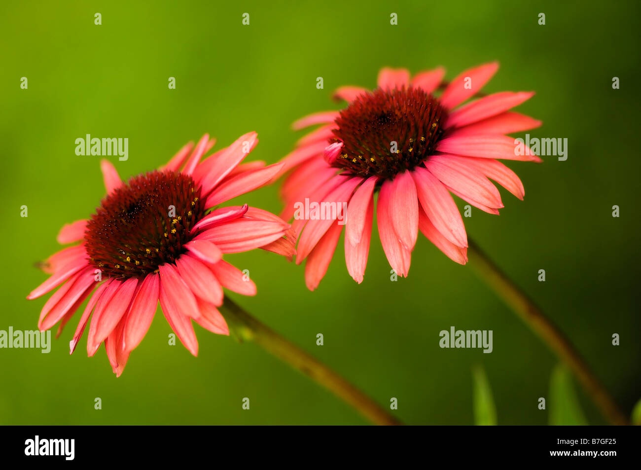 Two coneflowers hi-res stock photography and images - Alamy